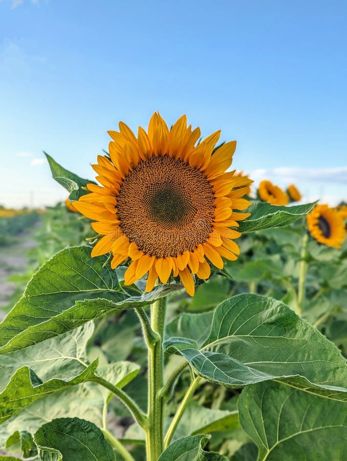 A Sunflower stock image. Image of meadow, tall, solitary - 295529761