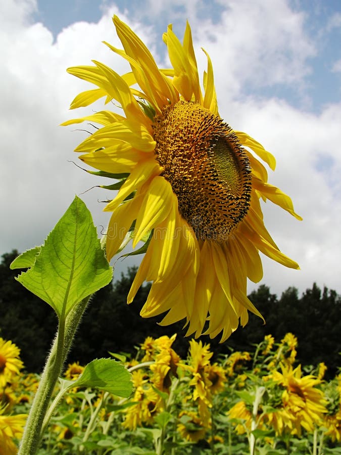 Sunflower 3 stock image. Image of bright, good, stem, bloom - 248013