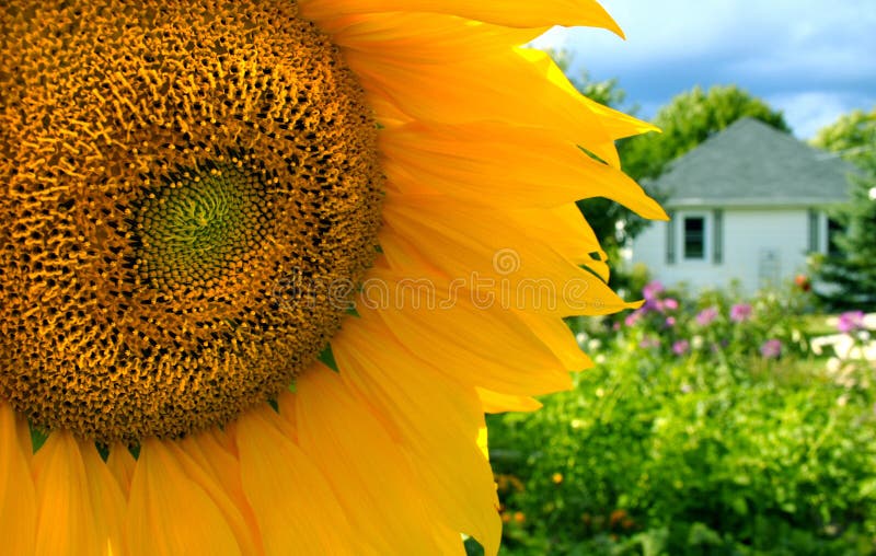 Sunflower with blue sky stock photo. Image of diet, macro - 5232602