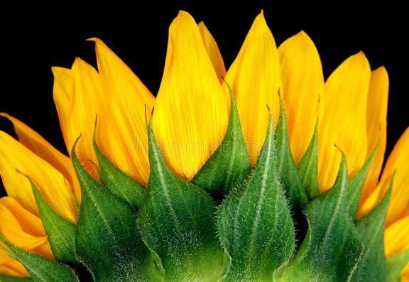 325 Sunflower Side View Close Up Stock Photos - Free & Royalty-Free ...