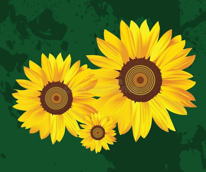 Single Sunflower Stock Illustrations – 2,157 Single Sunflower Stock ...