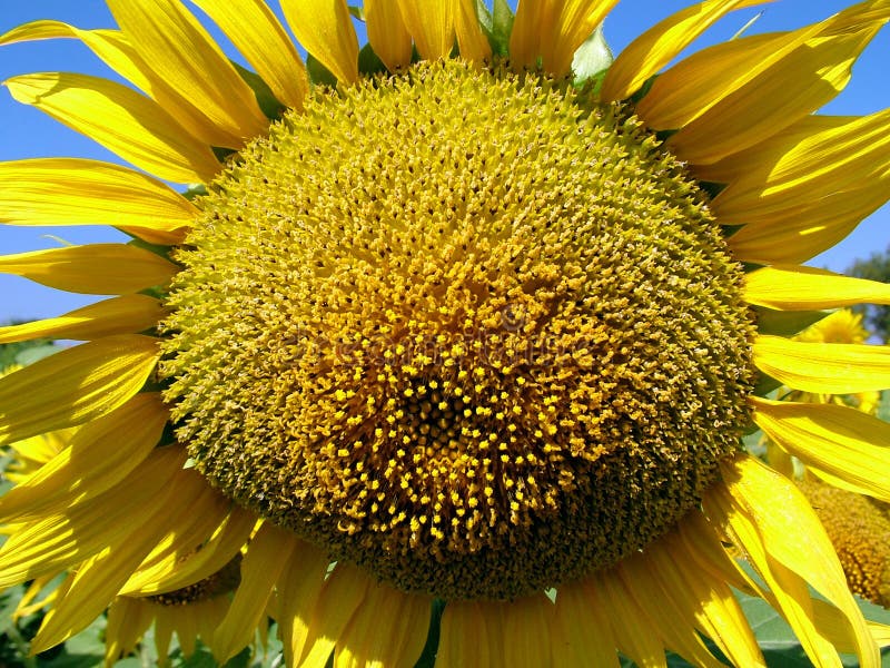 Sunflower Free Stock Photos & Pictures, Sunflower Royalty-Free and ...