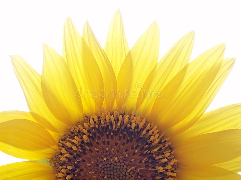 1,023 Half Sunflower Photos - Free & Royalty-Free Stock Photos from ...