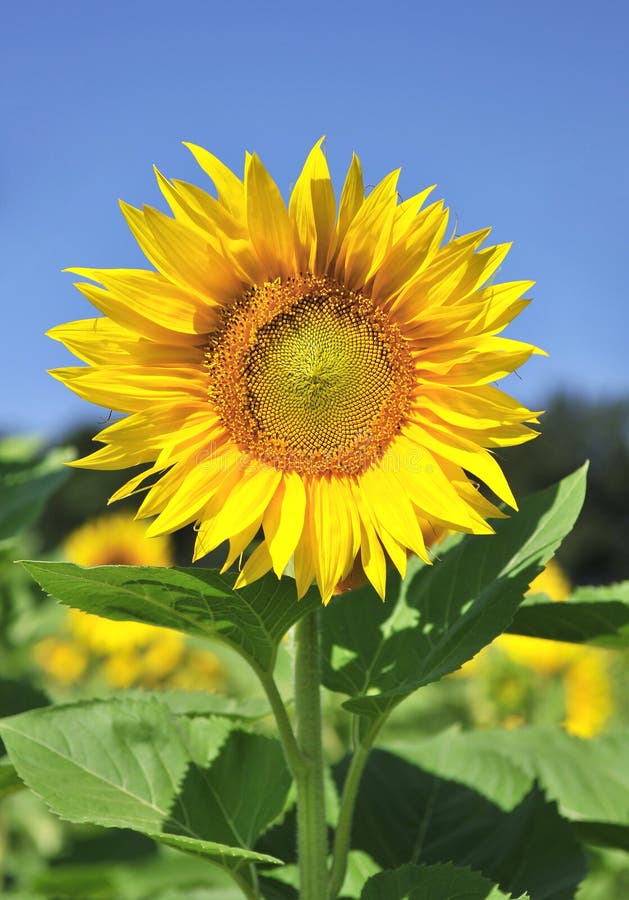 Sunflower stock image. Image of flora, beauty, isolated - 10265487