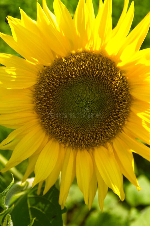 Sunflower, back view stock image. Image of sunny, background - 5724153
