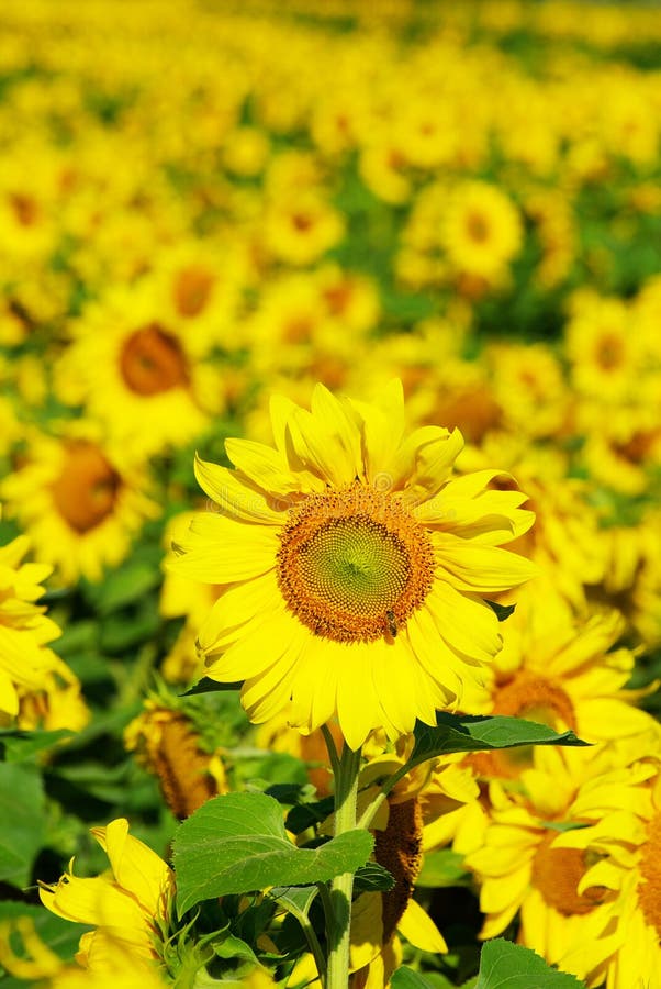 Sunflower stock photo. Image of environment, flowers, agriculture - 6044764