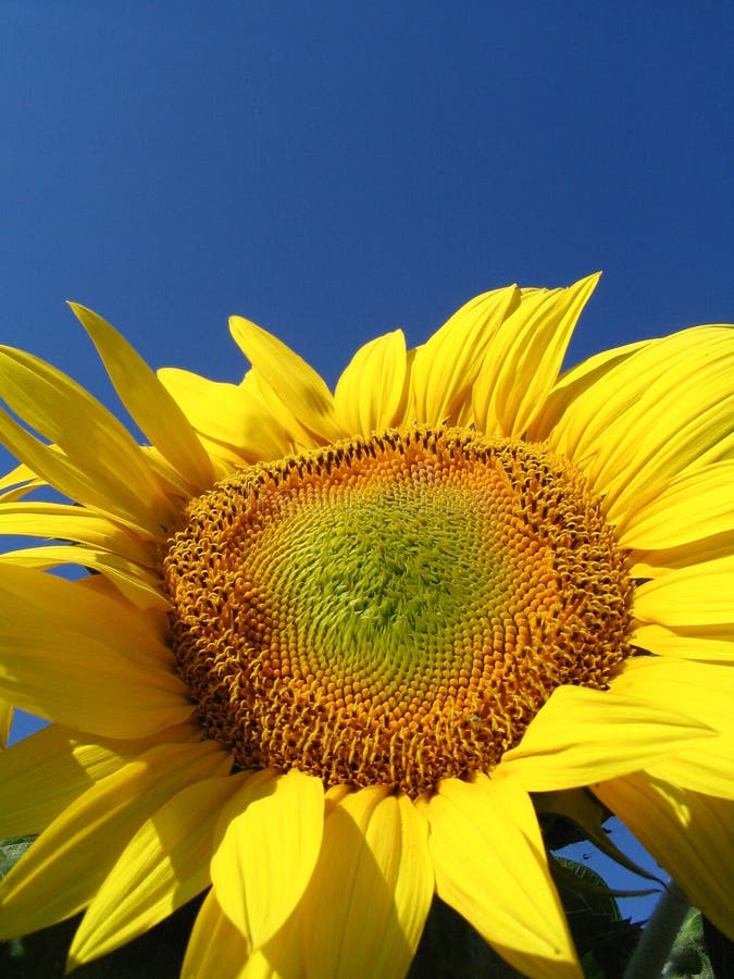 Sunflower Blowing in Wind stock photo. Image of summertime - 41879998