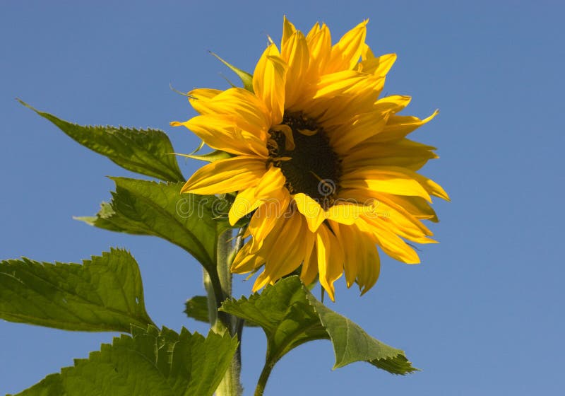 Sunflower stock photo. Image of outside, sunflower, texture - 7094816