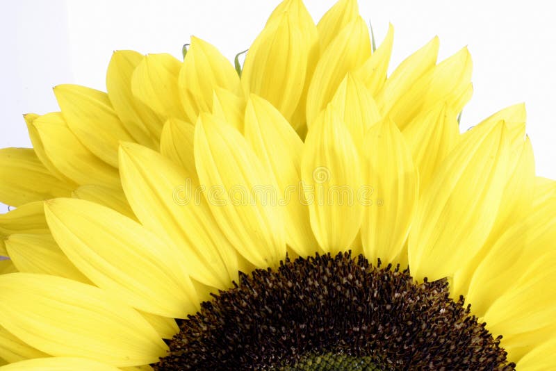 Sunflower stock image. Image of summer, yellow, gardening - 808081