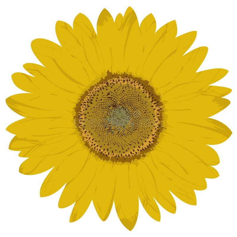 Single Sunflower Stock Illustrations – 4,260 Single Sunflower Stock ...