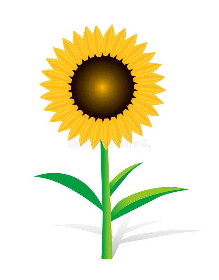 Single Sunflower Stock Illustrations – 4,389 Single Sunflower Stock ...