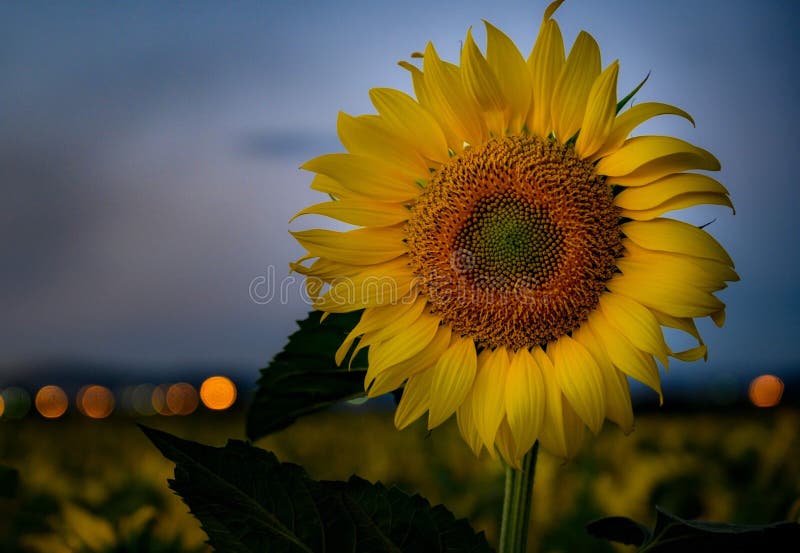 Sunflower, Against the Background of City Lights, at Sunset. Stock ...