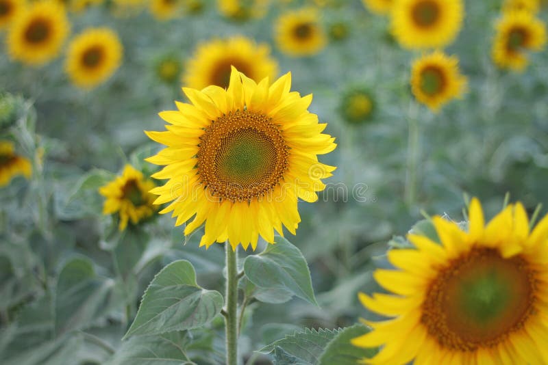 Sunflower Against the Background of a Half-flower Field Against the Sky ...