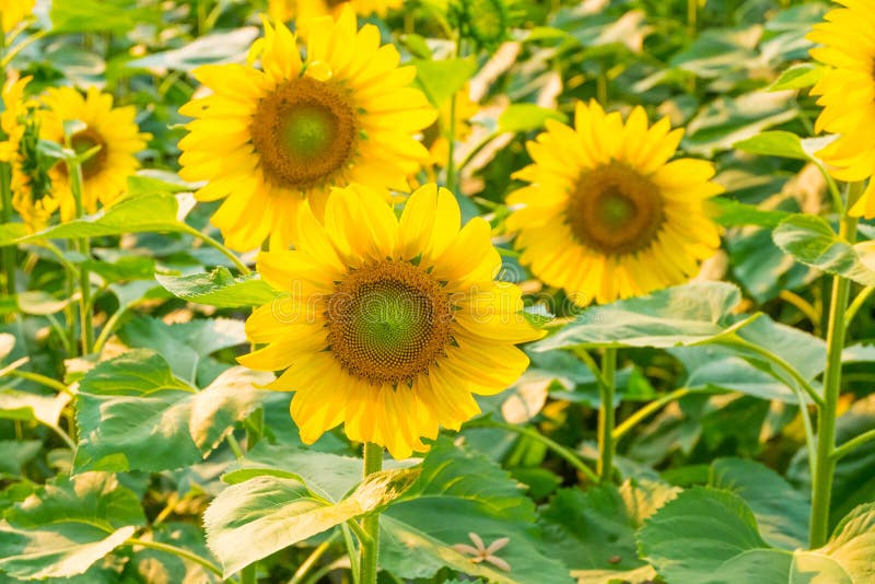 Sunflower Agriculture Field on a Sunny Day Stock Image - Image of ...