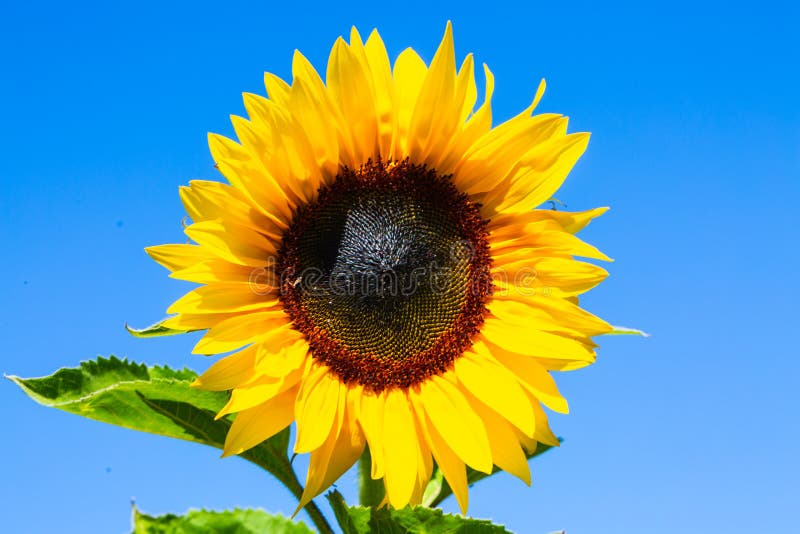 Sunflower Macro Sunflower Alone Nature Stock Image - Image of natural ...
