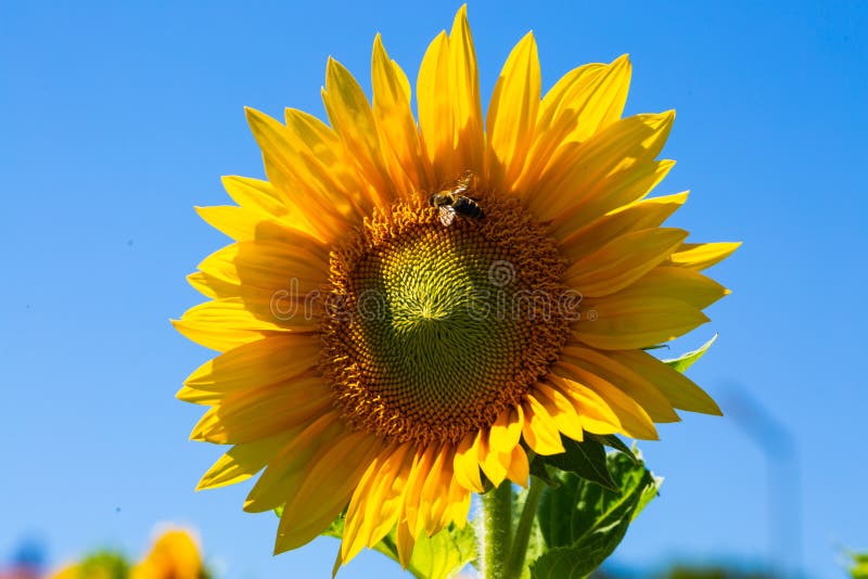 Sunflower Alone, with Blue Sky and Bee Stock Photo - Image of beautiful ...