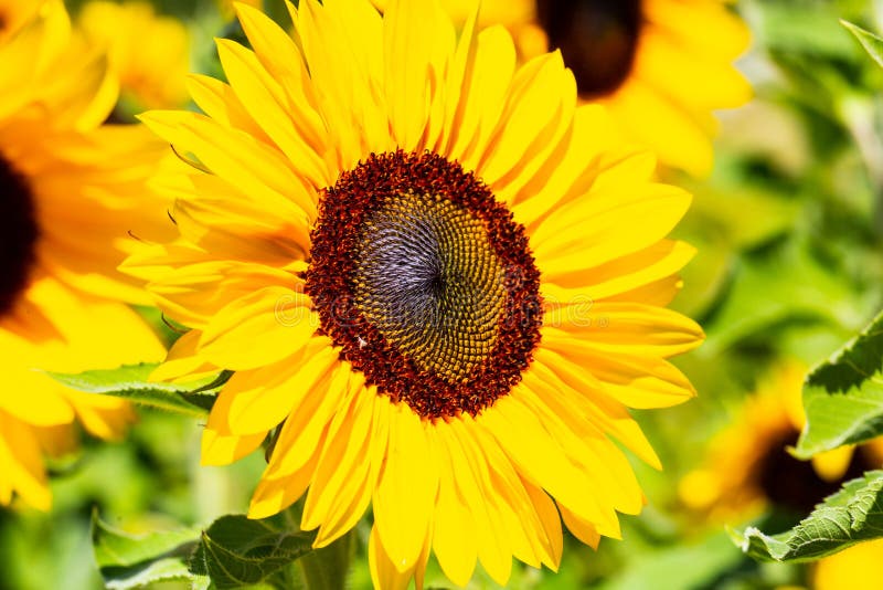 Sunflower Macro Sunflower Alone Nature Stock Image - Image of circle ...