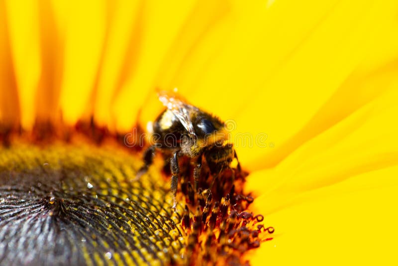 Sunflower Alone, with Blue Sky Stock Image - Image of color, closeup ...