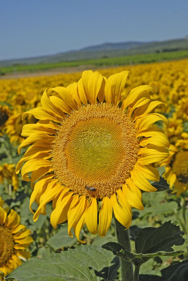 Sunflower Amongst Many stock photo. Image of collection - 17519526