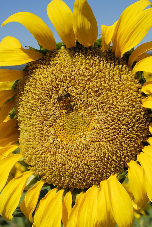Sunflower Amongst Many stock image. Image of group, meadow - 17692385