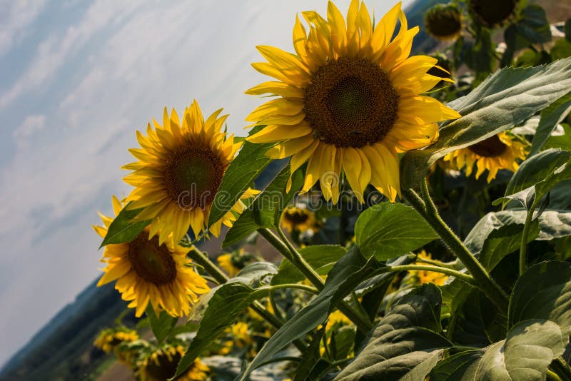 Sunflower Amongst Many stock image. Image of summer, sunflowers - 212905