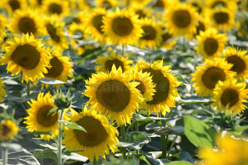Sunflower Amongst Many stock image. Image of seasons - 56501155