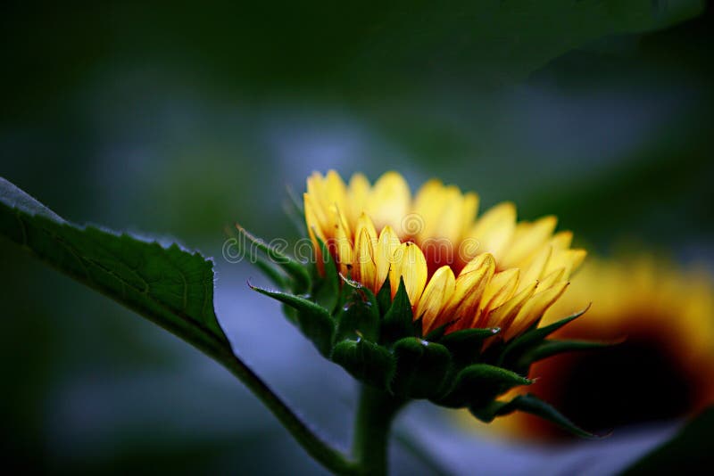 Sunflower stock photo. Image of flowers, hard, named - 120194742