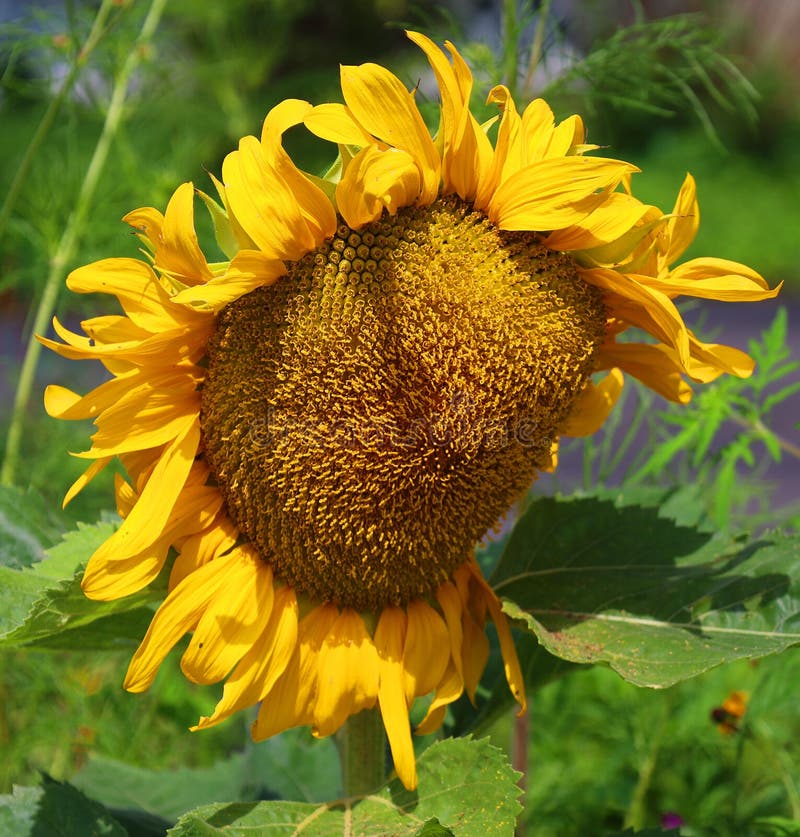 The Sunflower is an Annual Plant Native To the Americas Stock Image ...