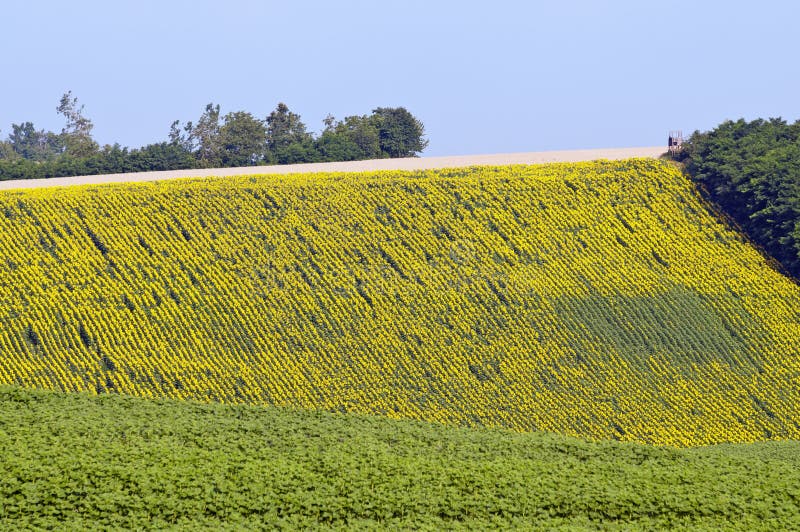 Sunflower area stock image. Image of outdoors, nonurban - 32511397