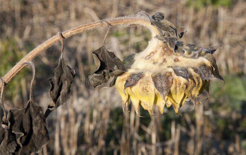 Sunflower in autumn stock image. Image of sunflower, season - 21939771