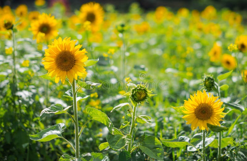 Sunflower, back view stock image. Image of sunny, background - 5724153