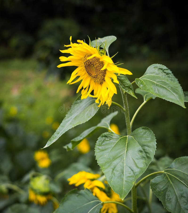 Sunflower, back view stock image. Image of sunny, background - 5724153