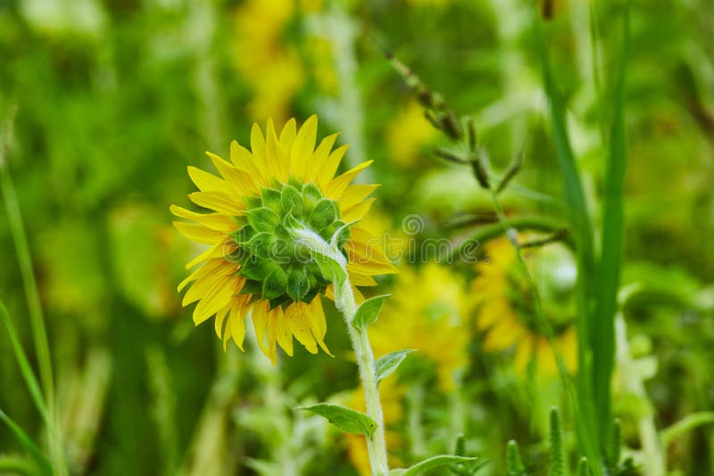 Sunflower from Back Looking at Field of Flowers Stock Photo - Image of ...