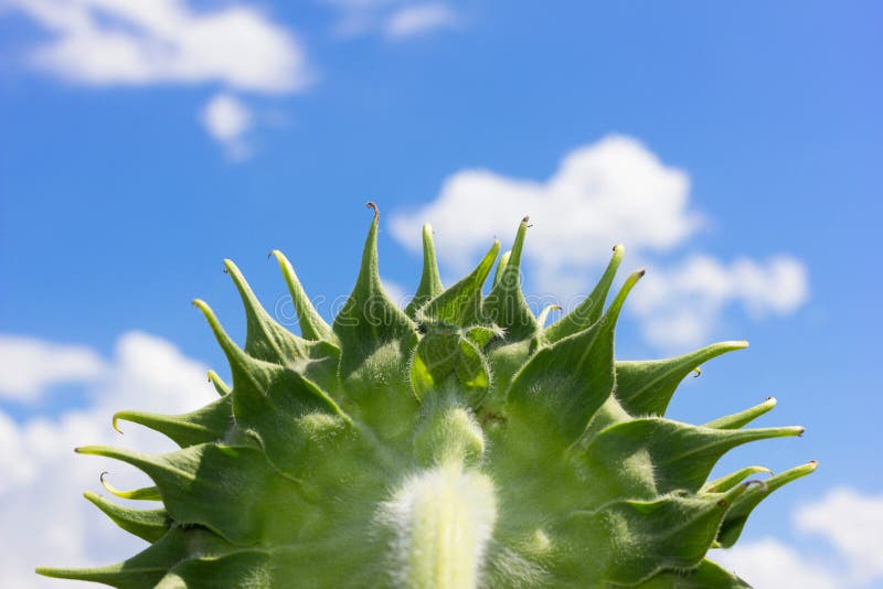 Sunflower (Back View of Blooming Sunflower) Stock Image - Image of ...