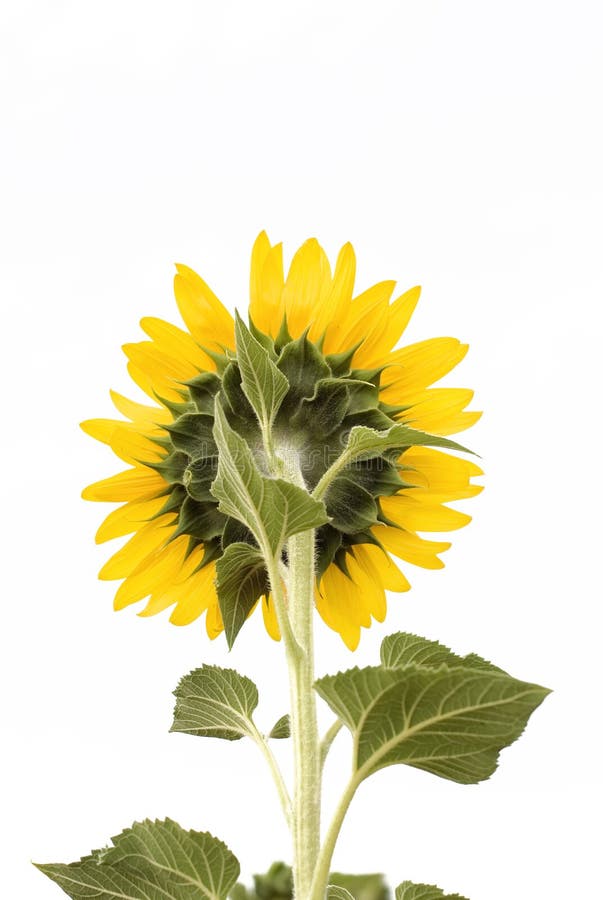 Sunflower back view stock photo. Image of head, overlay - 2674230