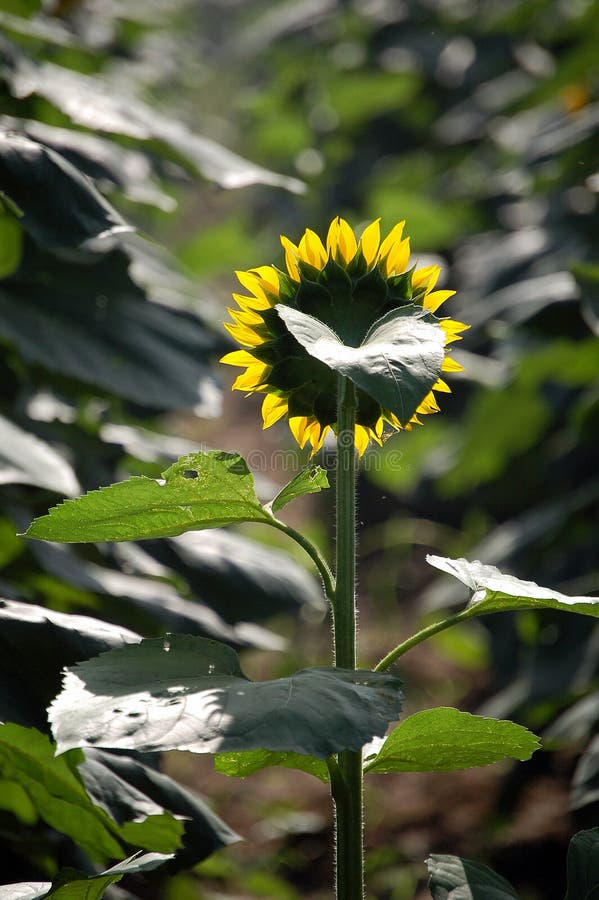 Sunflower, back view stock photo. Image of flowers, sunny - 5724546