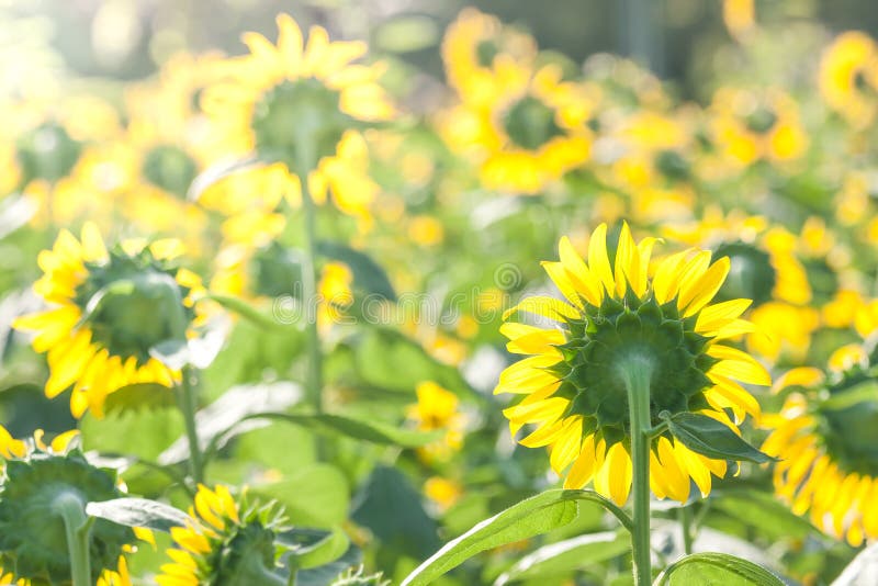 Sunflower, Back View of Blooming Sunflower Stock Image - Image of ...