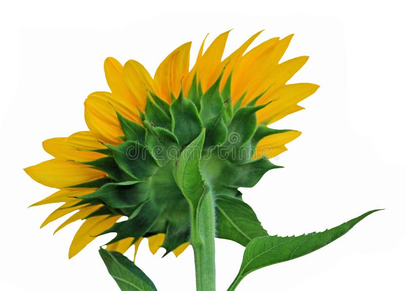 Sunflower, back view stock photo. Image of spring, petals - 227843830