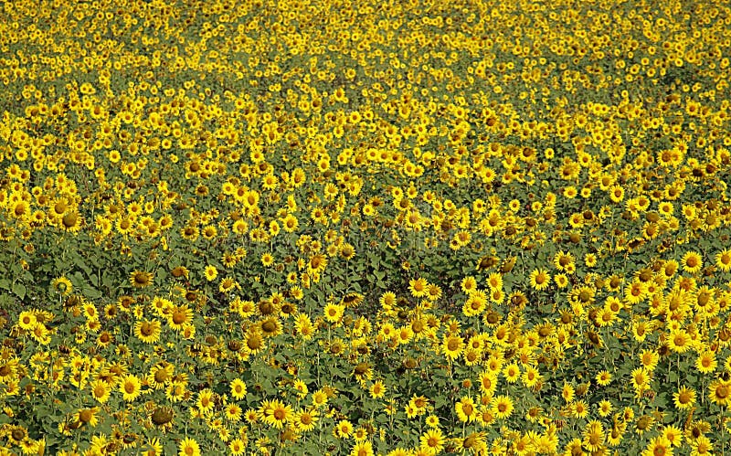 Sunflower Background stock photo. Image of multitude - 12380532