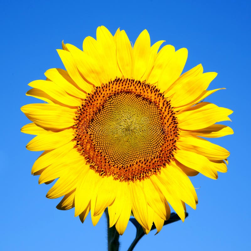 Sunflower on a Background of Blue Sky. Stock Photo - Image of field ...