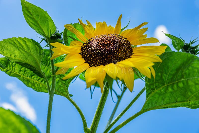 341 Sunflower Bottom Background Stock Photos - Free & Royalty-Free ...