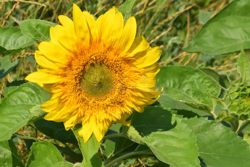 Sunflower on a Background of Grass Stock Photo - Image of head, growth ...