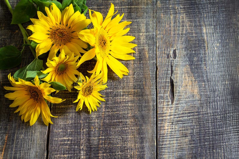 1,089 Rustic Sunflower Wallpaper Stock Photos - Free & Royalty-Free ...