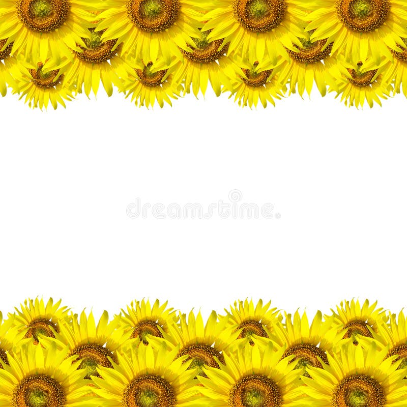Sunflower Background for Presentation Stock Photo - Image of seed ...