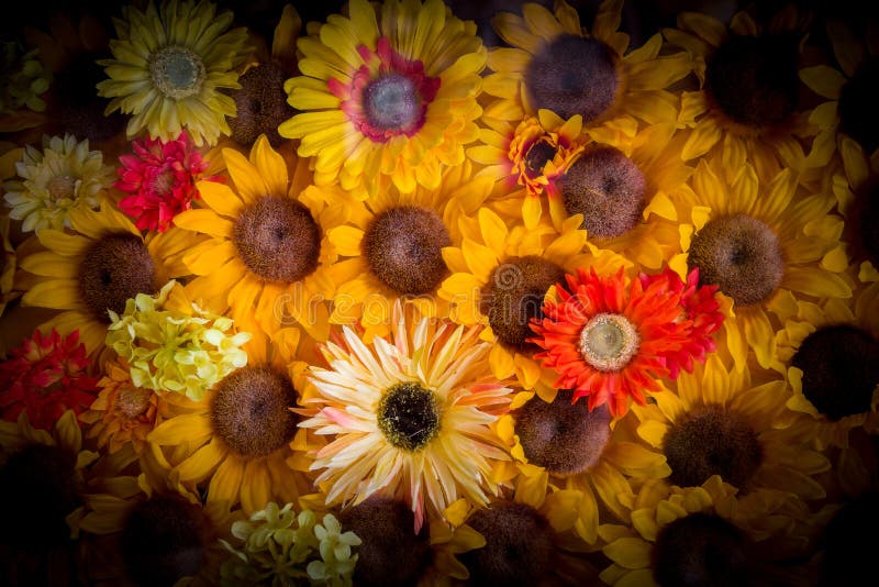 Sunflower Background / Sunflower Texture Stock Photo - Image of flora ...
