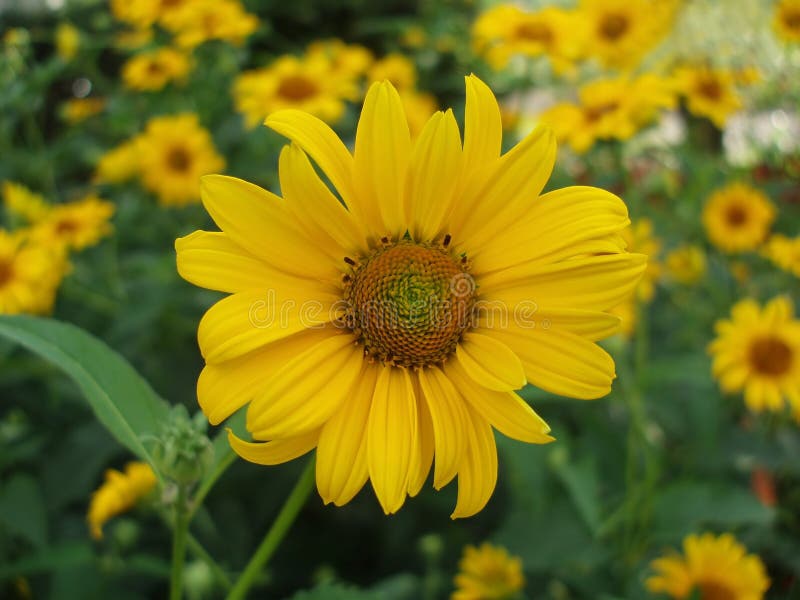 Sunflower Pod stock image. Image of macro, sunflowers, flower - 633121