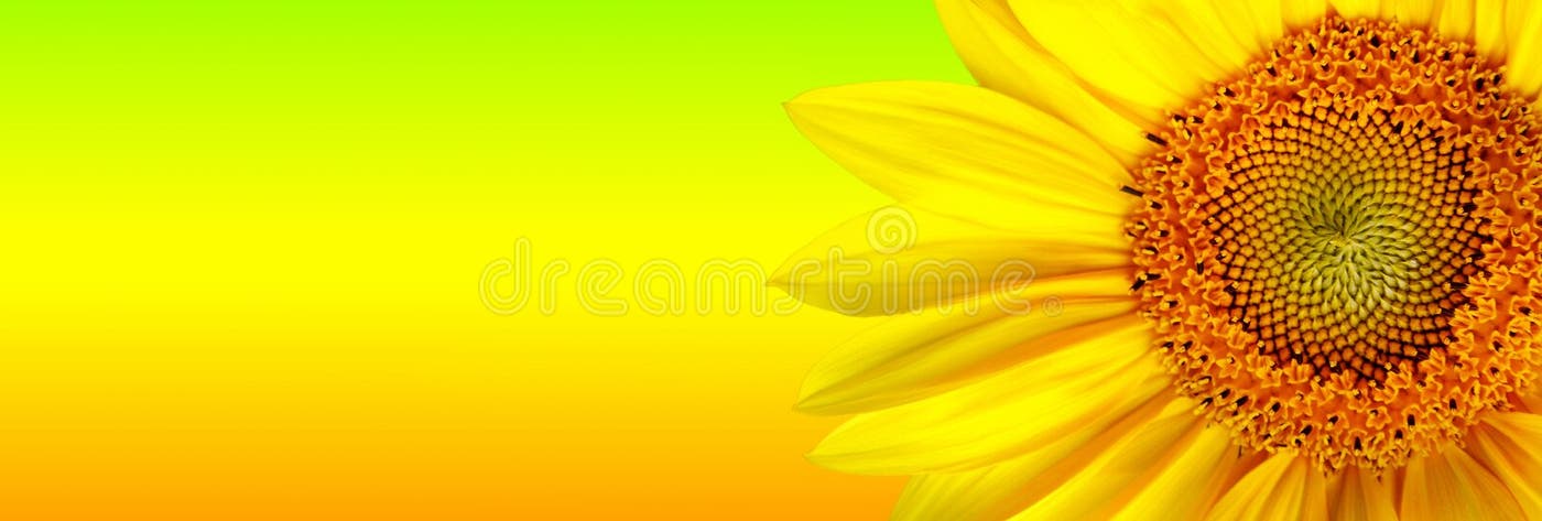 Sunflower Banner Stock Illustrations – 16,327 Sunflower Banner Stock ...