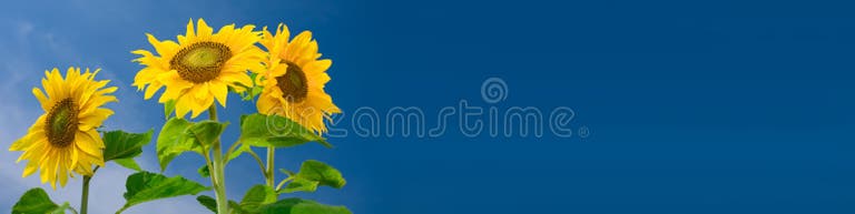 Sunflower banner stock image. Image of spring, plant, green - 6290843