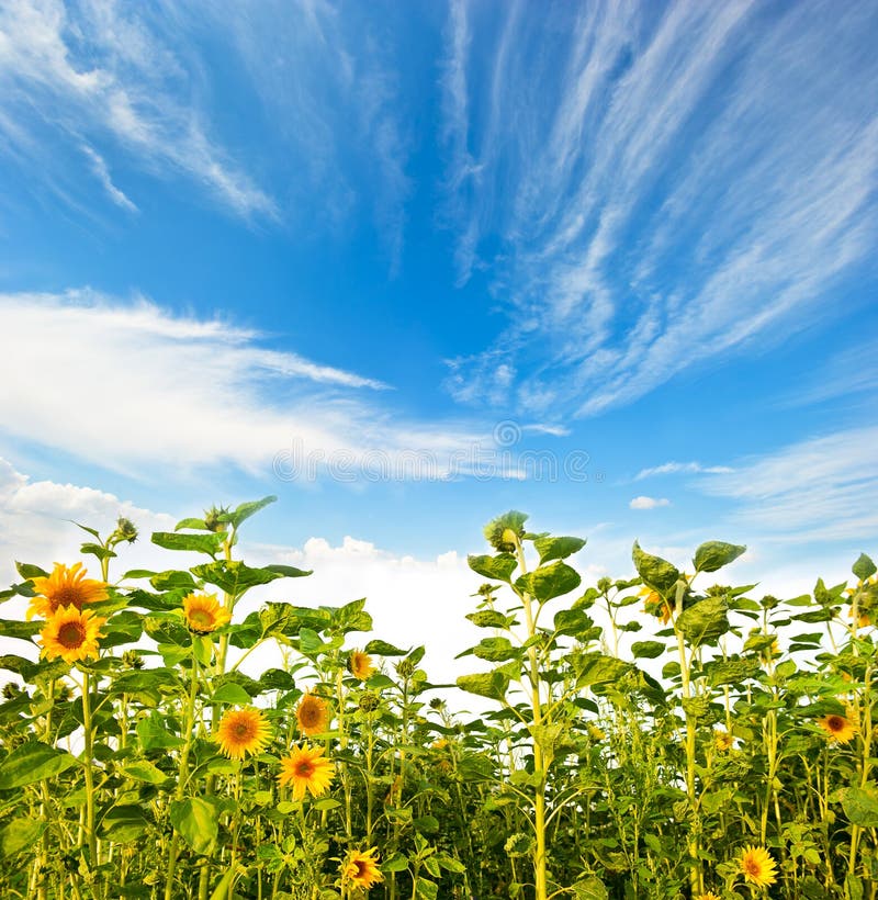Sunflower and Beautiful Blue Sky Stock Photo - Image of happy, details ...