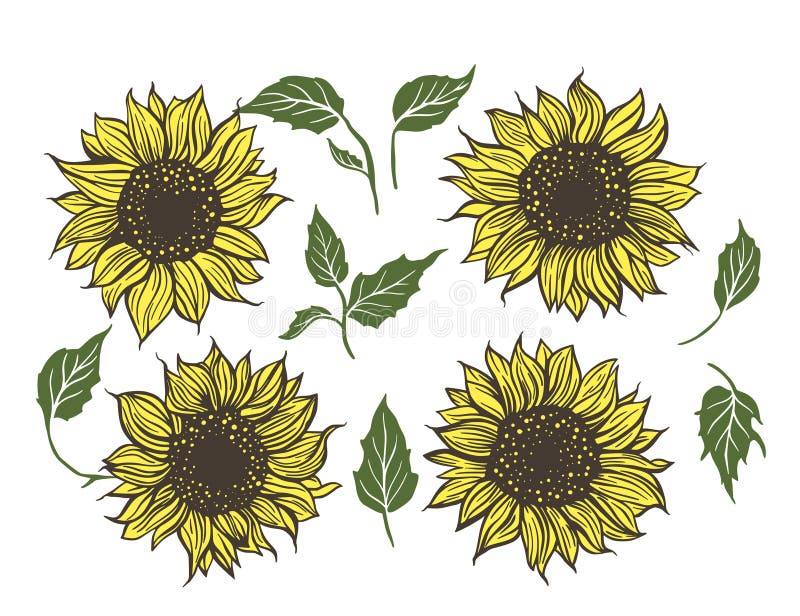 Sunflower Beautiful Flower with Leaves, Doodle Nature Botanical Set ...